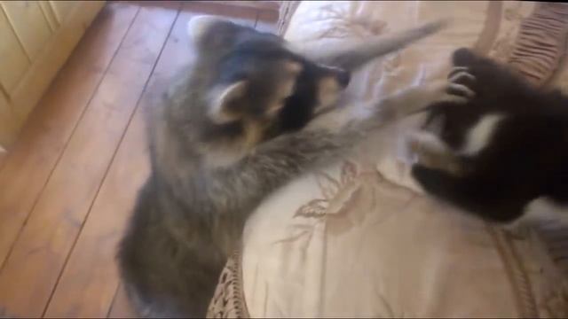 Енот Дайте мне кота