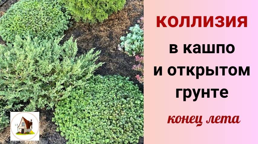 Каллизия конец лета. В кашпо и грунте.