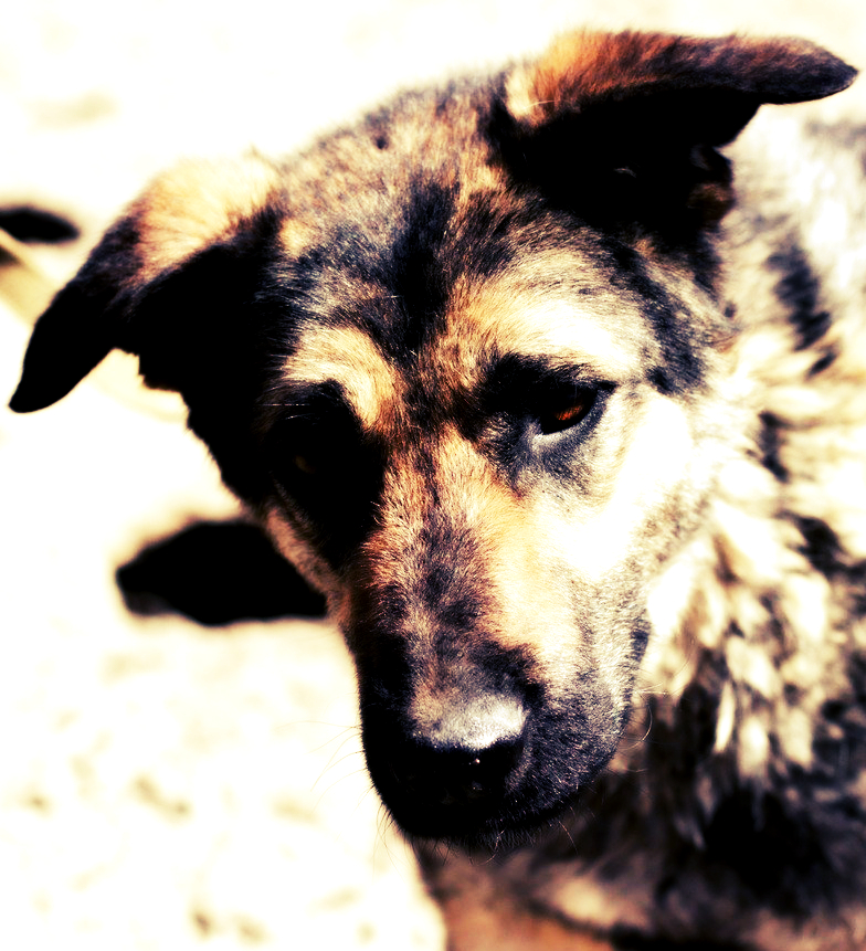 Вот вроде уличная, но добрая собака ? #shorts