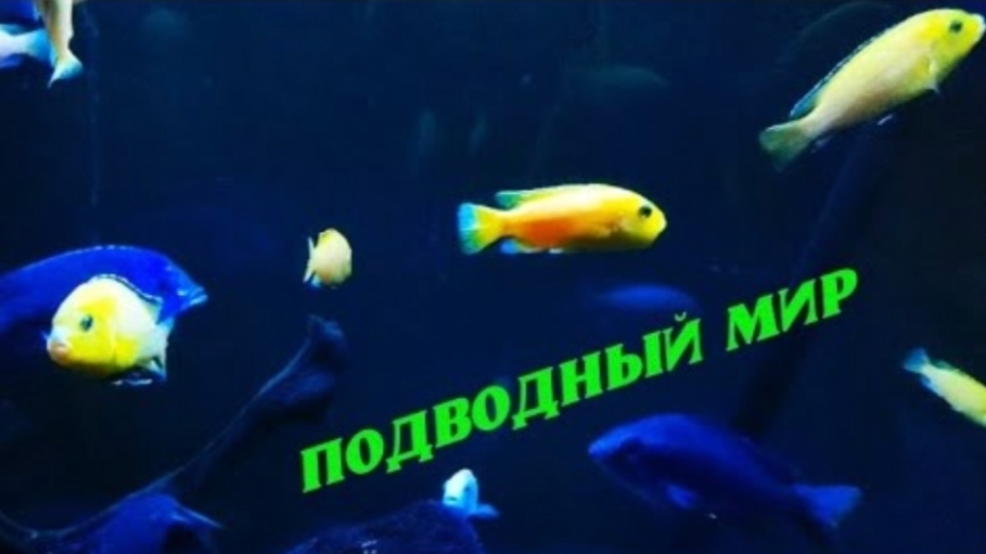 ПОДВОДНЫЙ МИР. Александра Миркушова