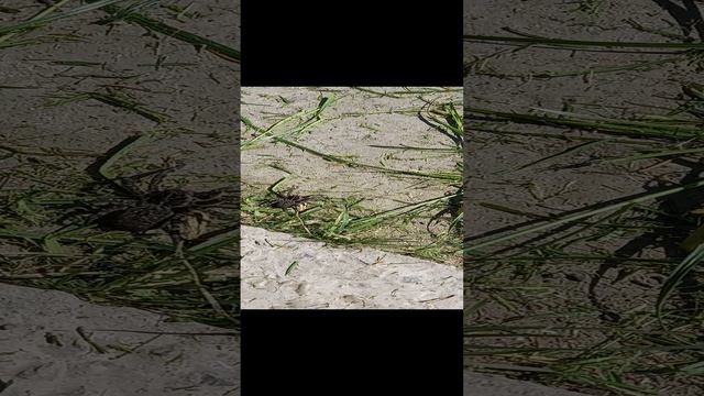 ❗Пауки в Астрахани❗Я в шоке❗#shorts #short #shortsvideo #shortvideo #video #funny #рыбалка #природа