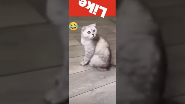 YouCut_20230616_222319965.mp4