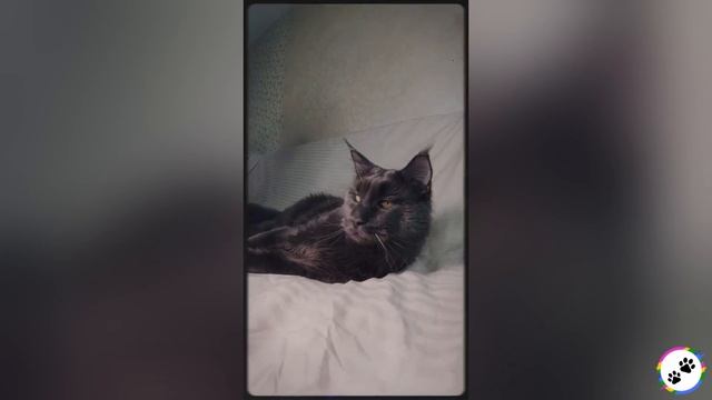 Забавные питомцы #69