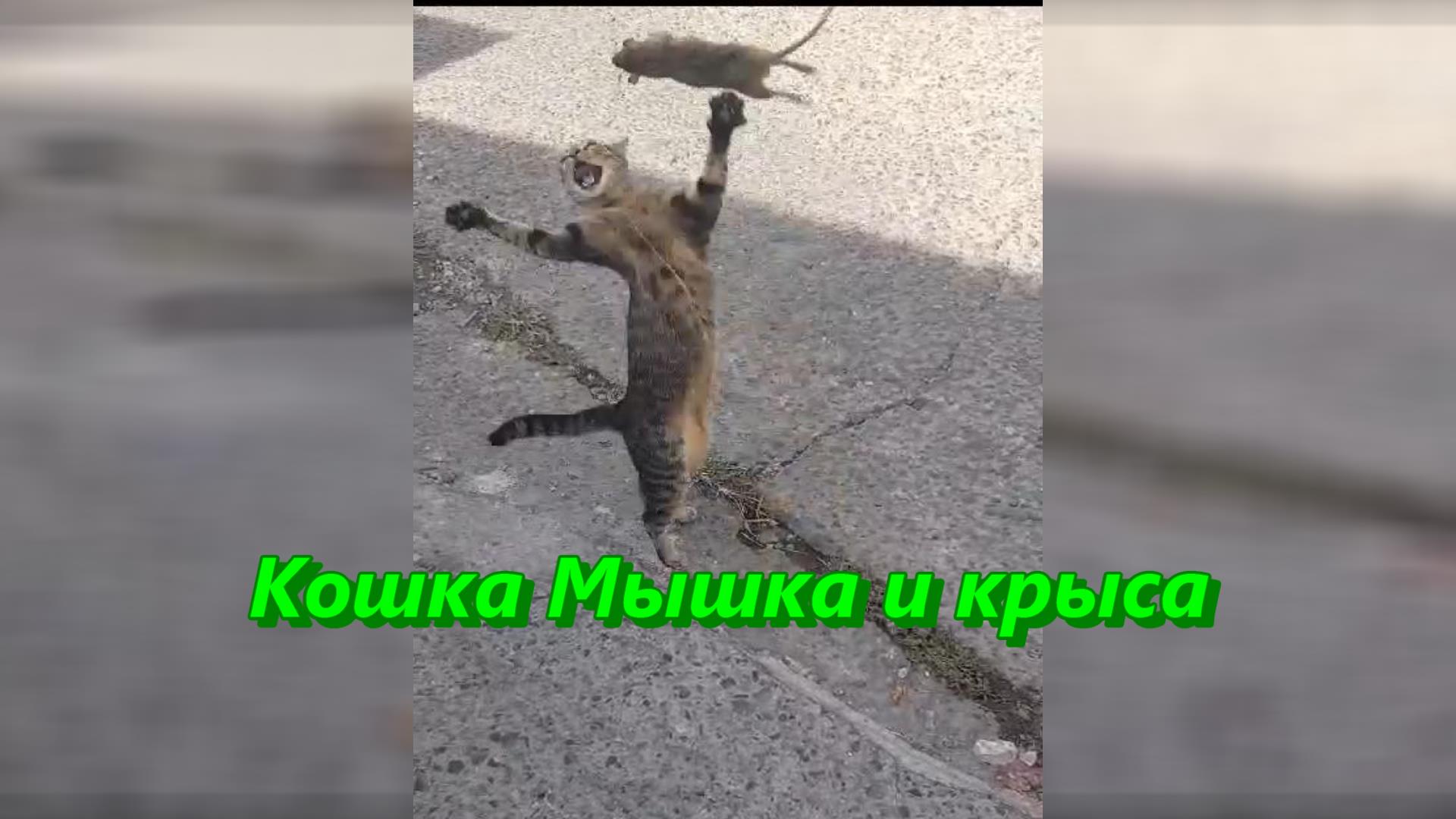 Кошка Мышка и крыса