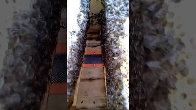 Отбор мёда осенью