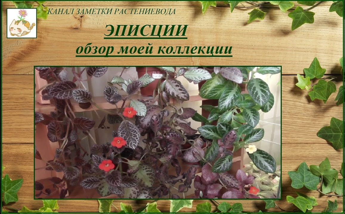 Эписции моя коллекция, обзор сортов