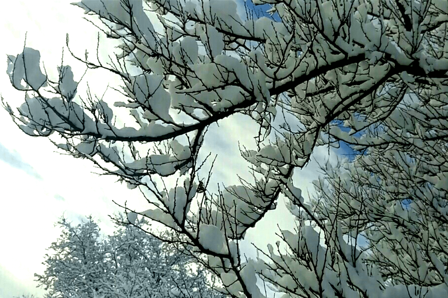 Прогулка по заснеженному саду