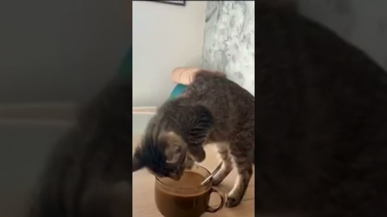 Смешные животные/ Фу какая гадость... #shorts #животные #кошки #собаки  #животные