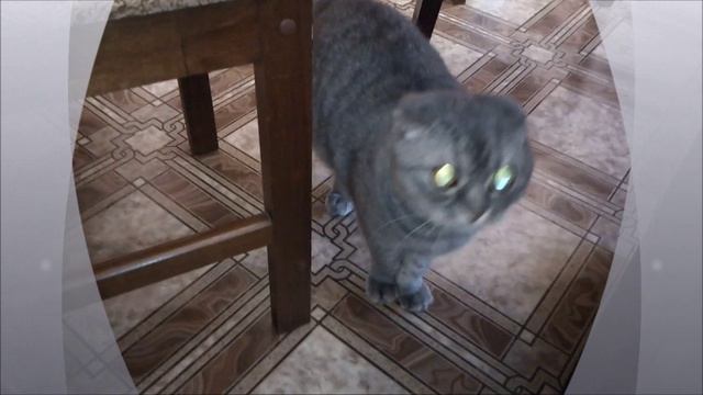 КОТ-ИНОПЛАНЕТЯНИН или РобоКОТ