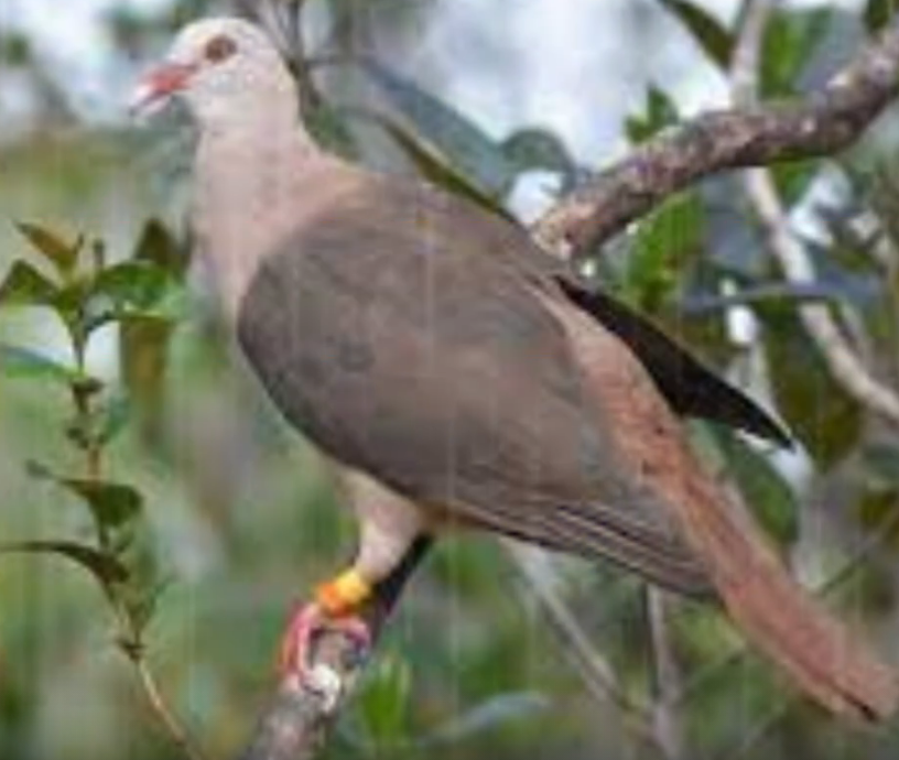 Породы голубей в Красной книге