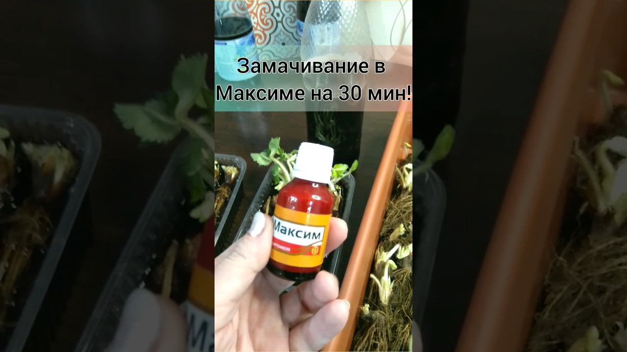 Урок 35/1. Замачивание рассады фриго перед посадкой в препарате Максим плюс Энерген.