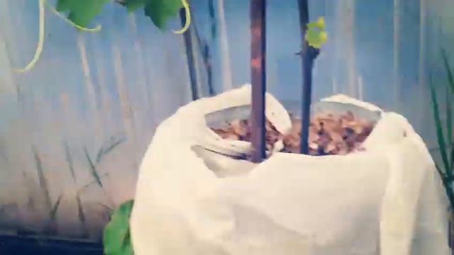 Дачный сектор!