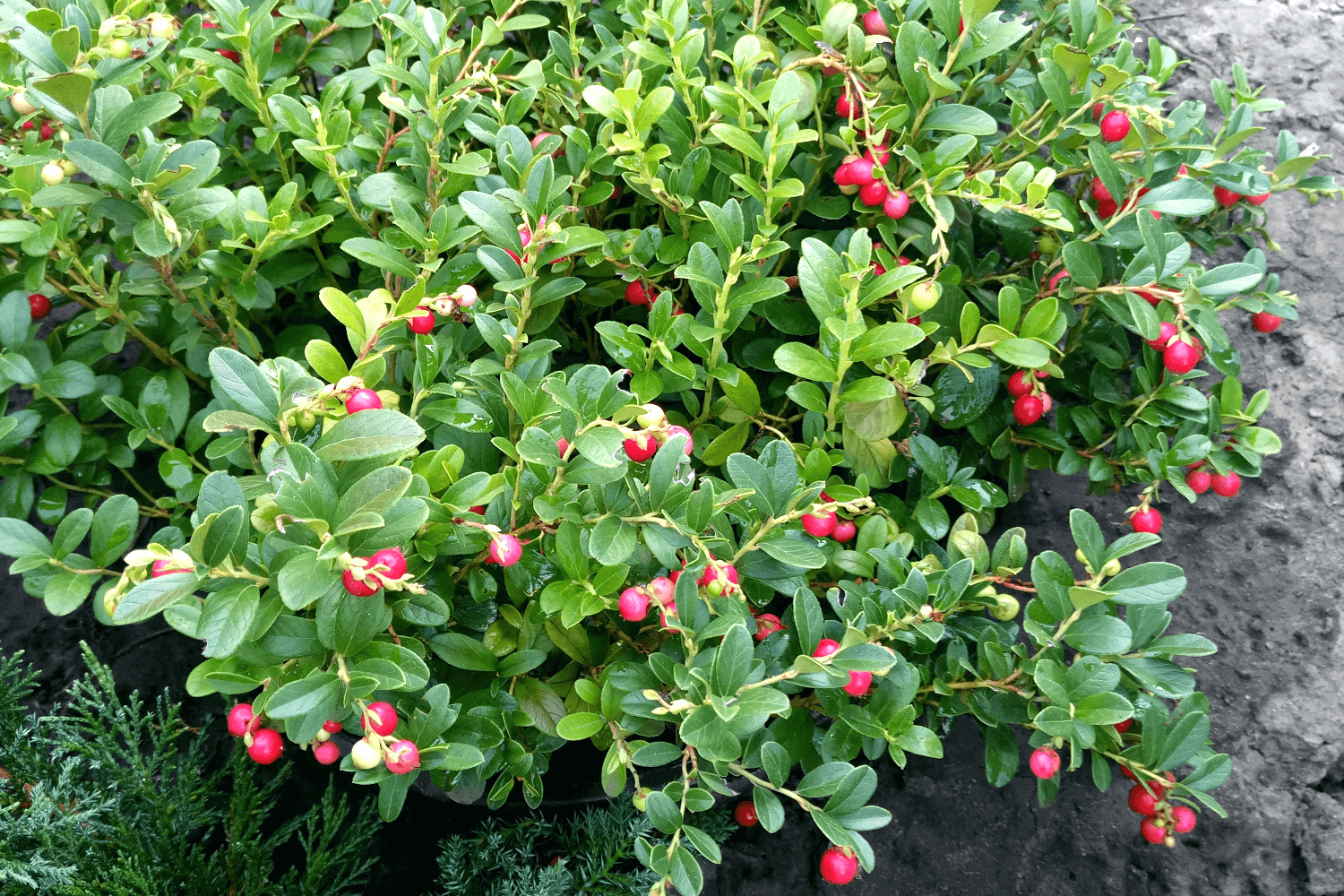 Брусника обыкновенная (Vaccinium vitis-idaea)