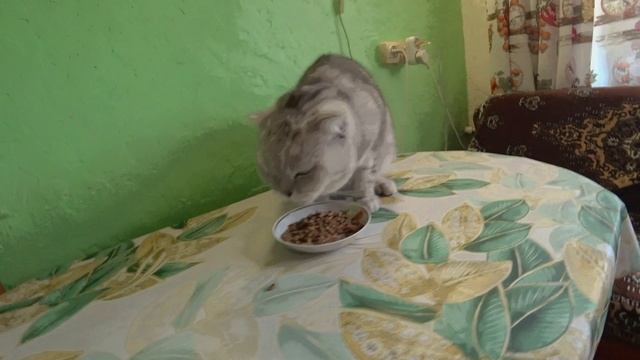 Вилька после еды отдыхает на кухне. #кот #кошки