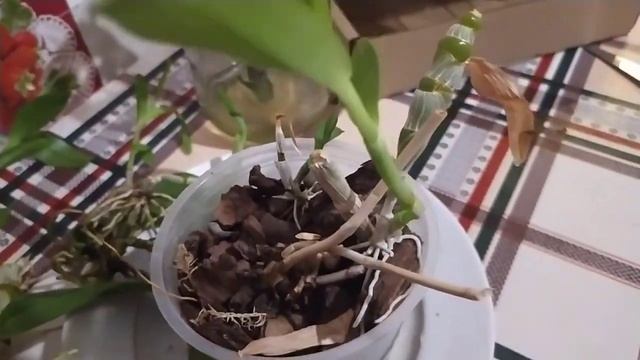 Подарок для моего подписчика! Детка ДЕНДРОБИУМА.