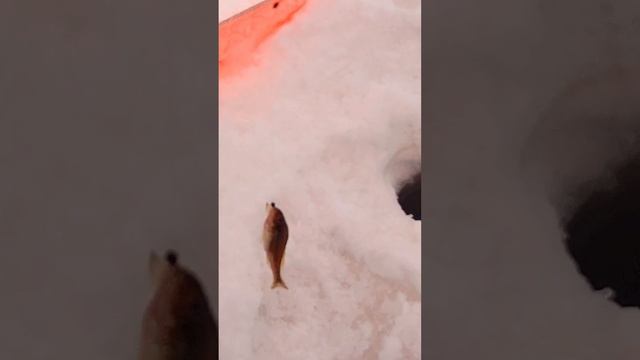 Рыбалка на Кольском Полуострове. #kola #north #fishing