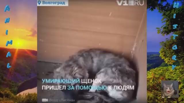 У собаки большая рана в боку