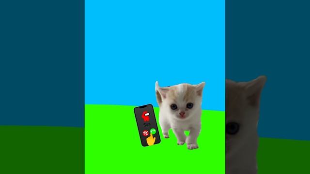 Недели котёнок Shorts (8)