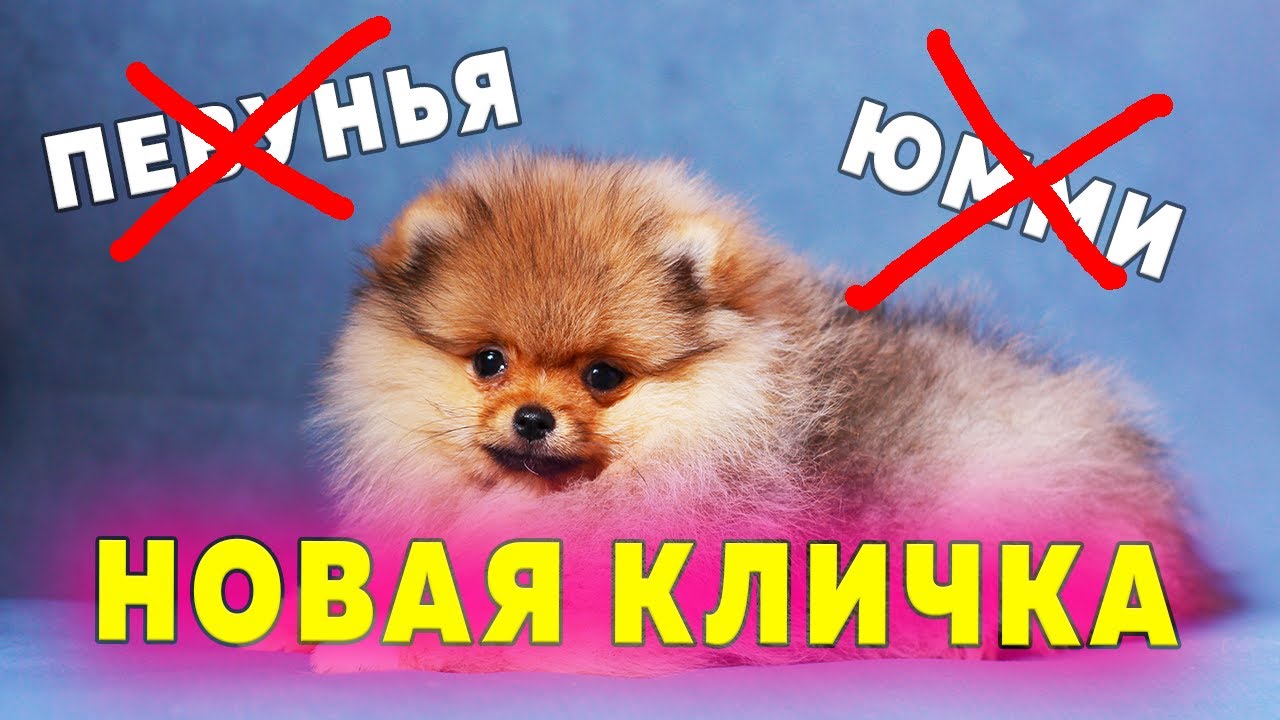 Щенкам шпица 88 дней. Купание щенка шпица. Новая кличка Певуньи. Чем расчесываем шпица