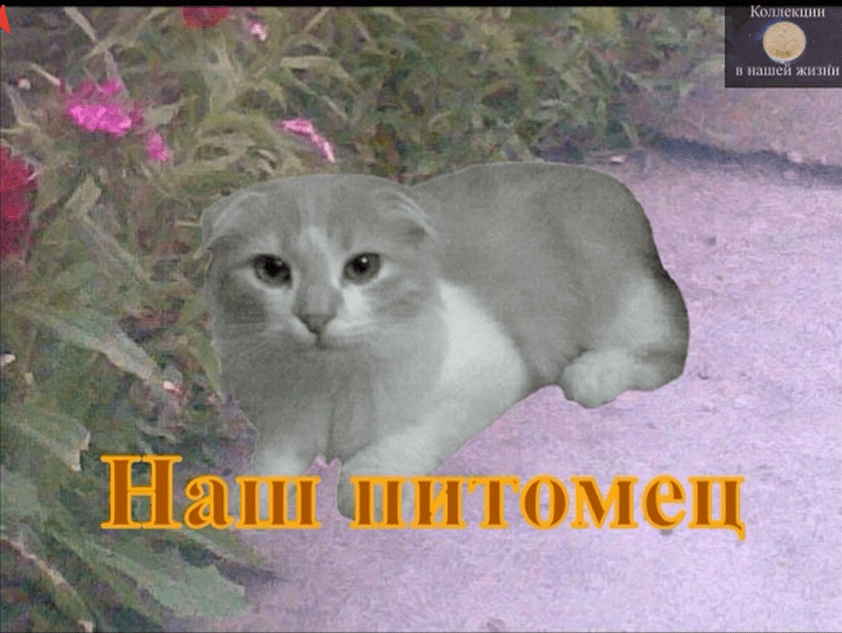 Наш питомец.mov