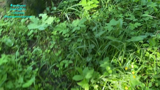 🍃 БЕРЕНДЕЕВО ЦАРСТВО #прогулка без музыки. 4 июня
