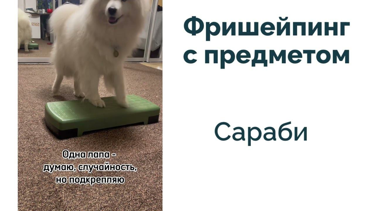 4. Фри шейпинг с предметом. Самоед Сараби