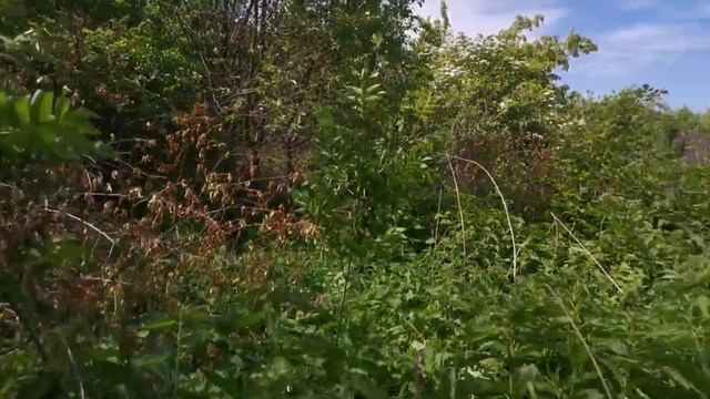 Разбор заброшенного участка, июнь 2021 года