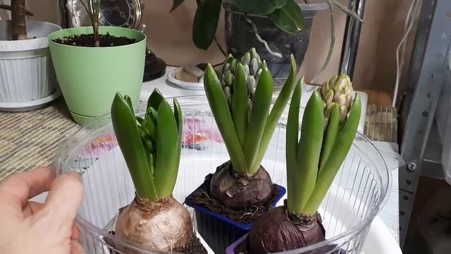 ГИАЦИНТ в горшке! Что делать после покупки?