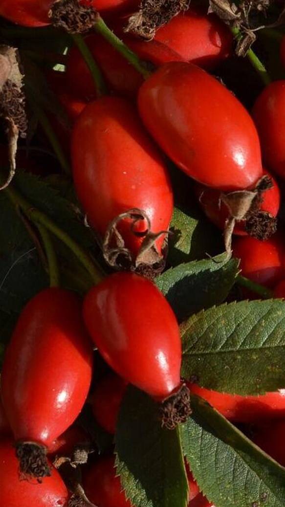 Шиповник осенний дар природы. Заготовки на Зиму