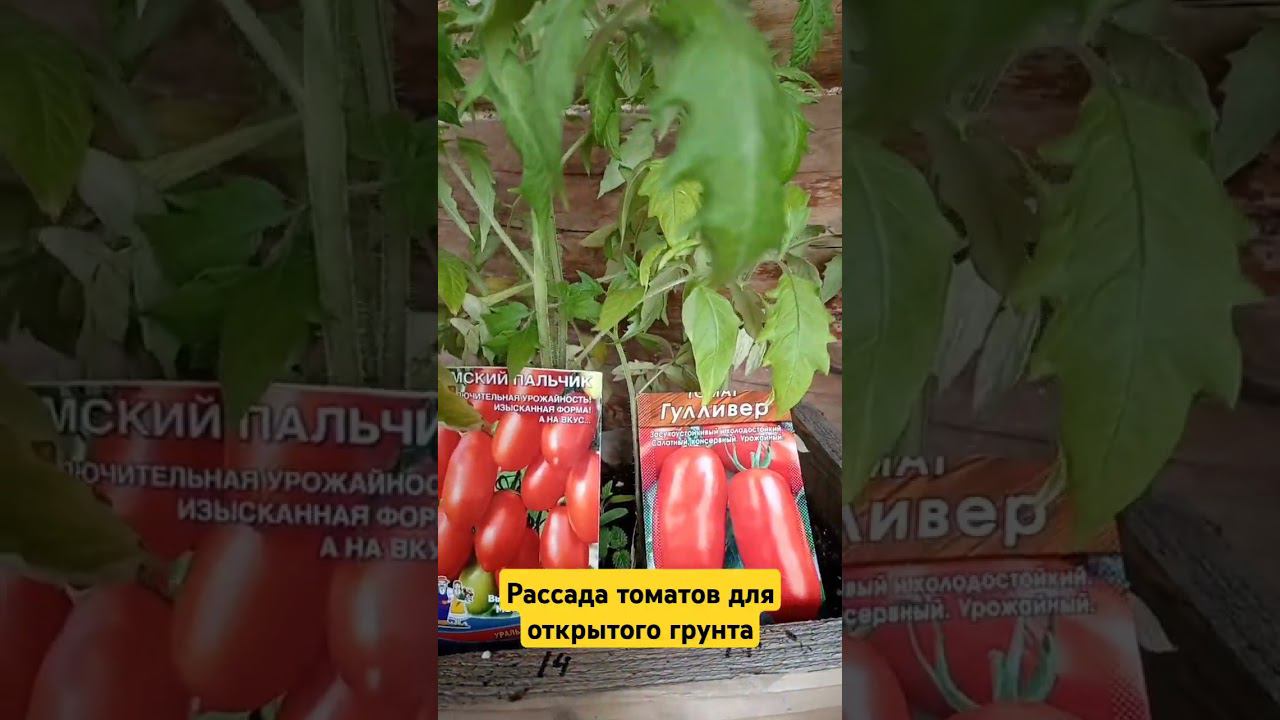 Рассада томатов для открытого грунта. #огород #рассада #томаты