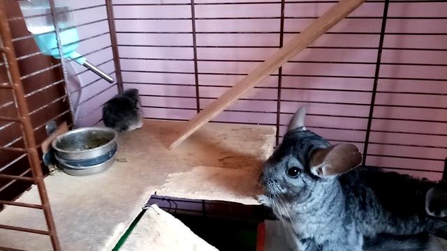 Шиншиллы наводят суету после уборки в клетке. Кошка и собака пришли проверить, что происходит