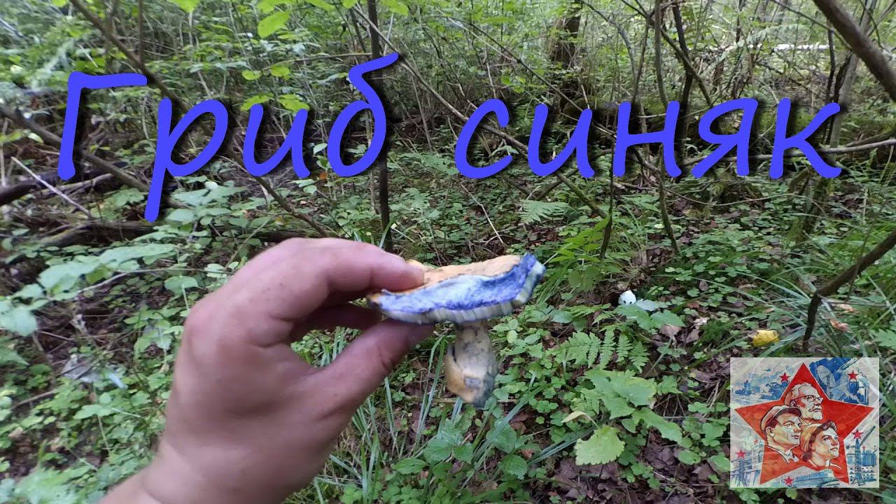 Гриб синяк - Гиропорус синеющий. Красная Книга России. Грибалка. Тихая Охота. Архив
