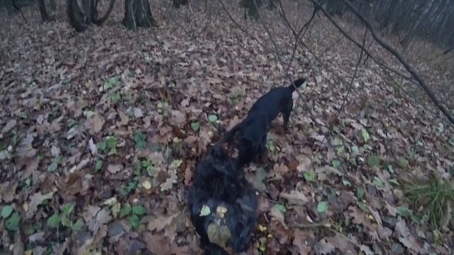 ОХОТА НА БОБРА С ЯГДТЕРЬЕРОМ. ИНТЕРЕСНЫЙ СЛУЧАЙ.mp4