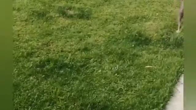 Клэр. Бесилки в питомнике Show Galaktika