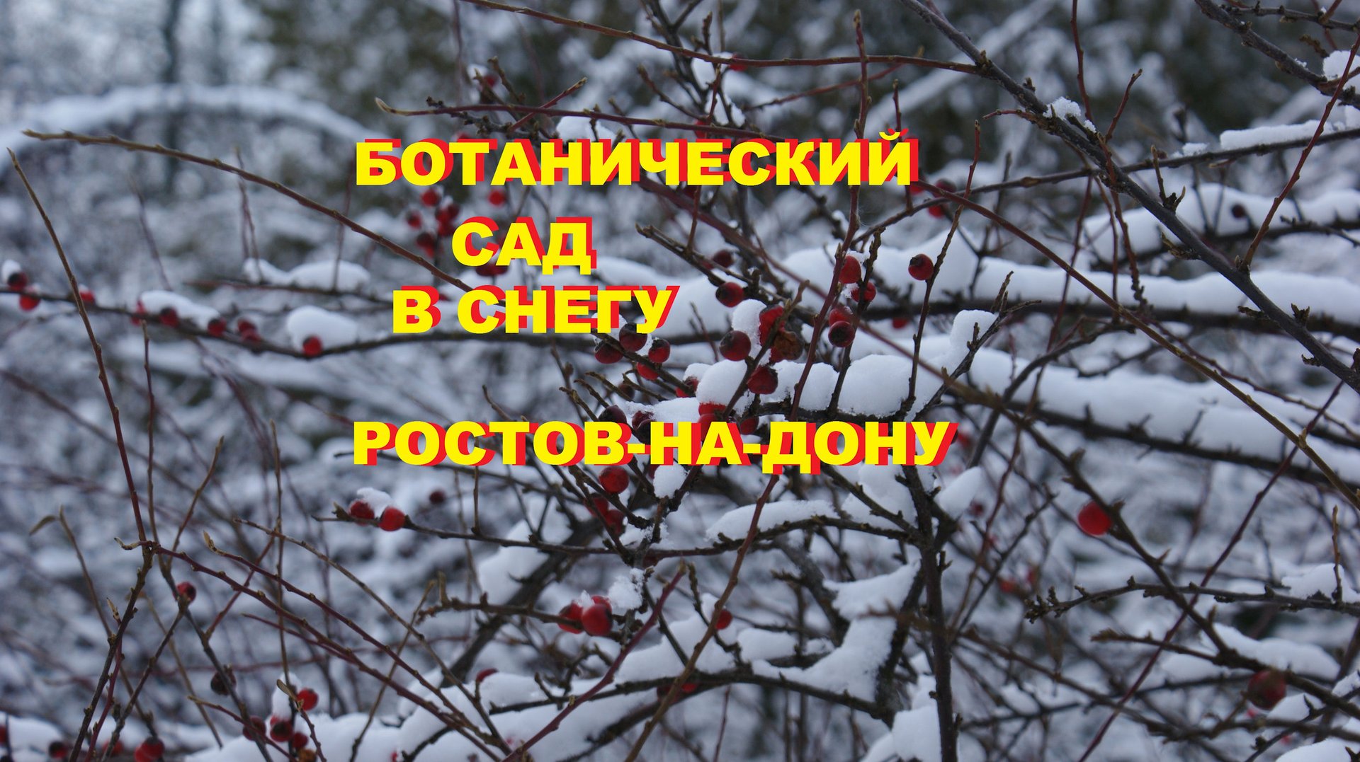 Заснеженный ботанический сад Ростова-на-Дону