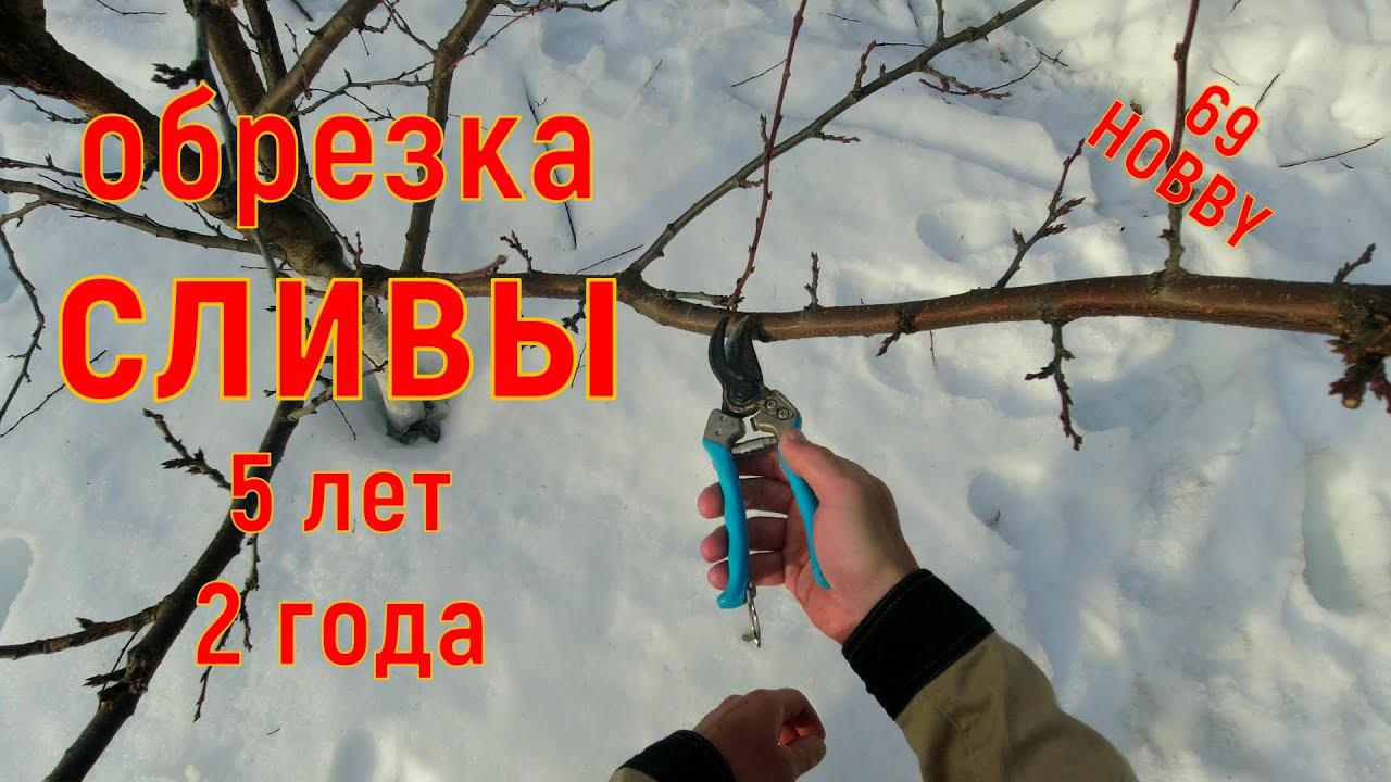 Подробная обрезка сливы разного возраста! НЕ пропусти момент!