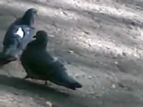 голуби секас