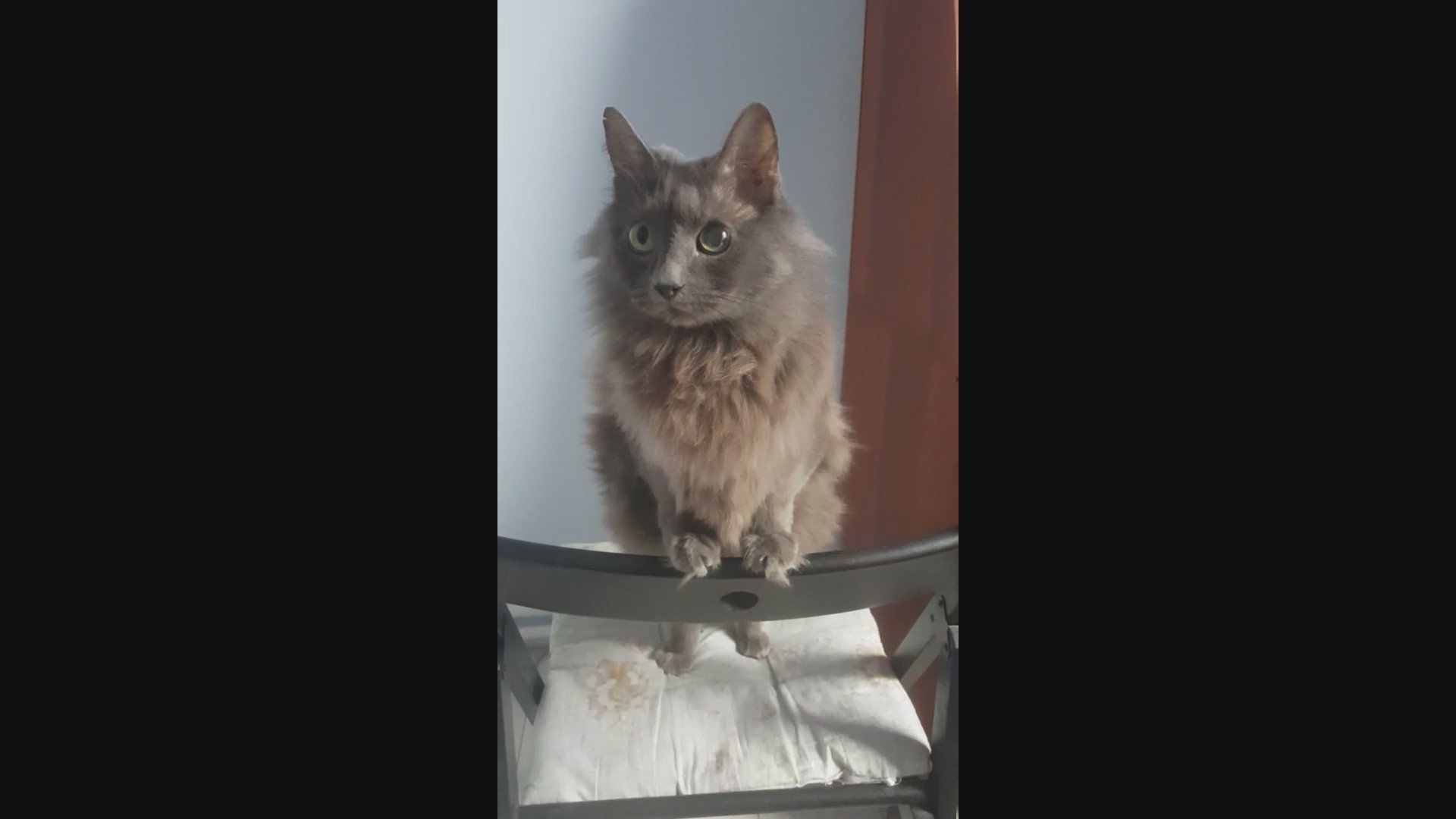 Почти циркач  #shorts