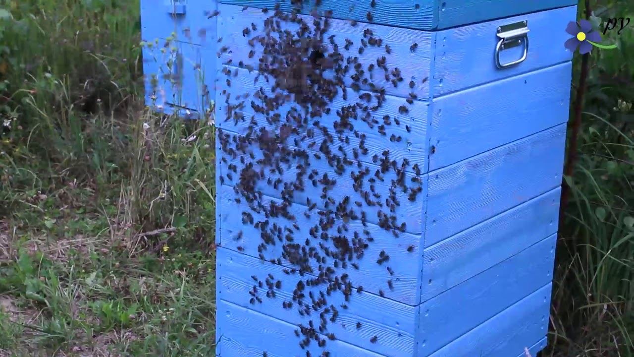 Загадка: что происходит с пчелами?