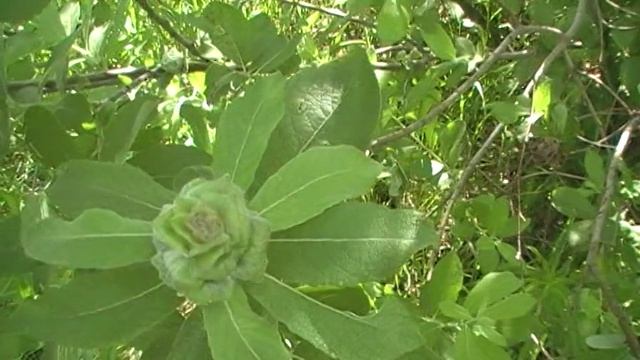 Розы на иве! редкое явление