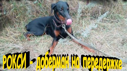 На передержке доберман