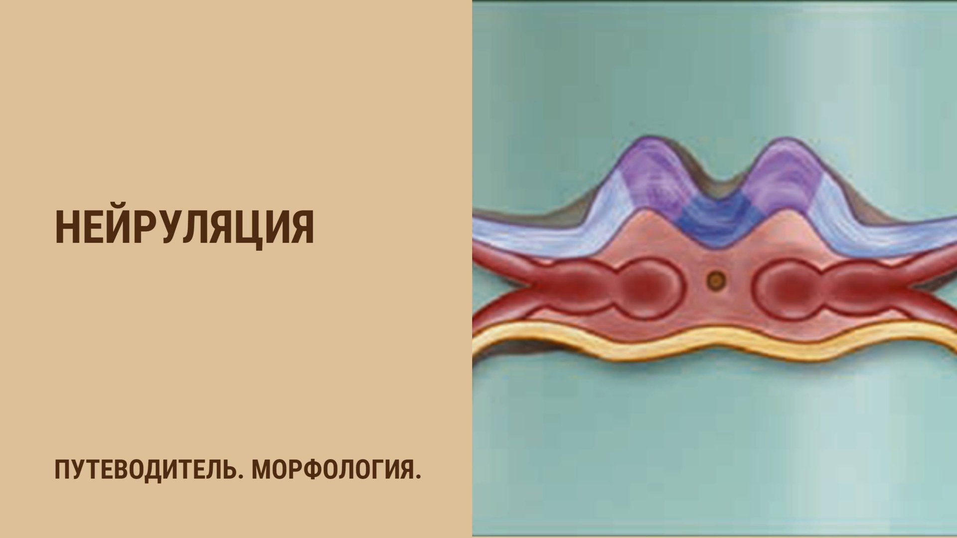 Нейруляция