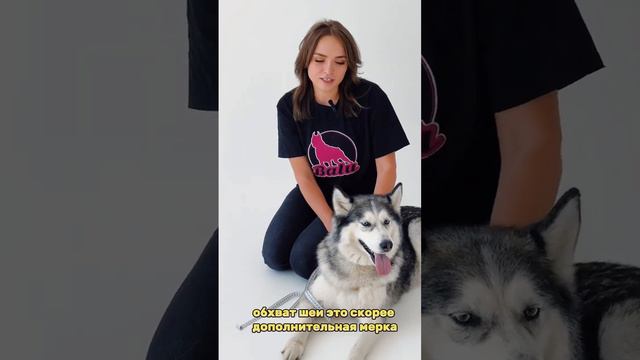 Как правильно снять мерки с собаки