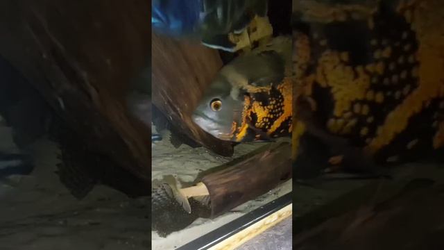 два самца, одна самка и свидетель..