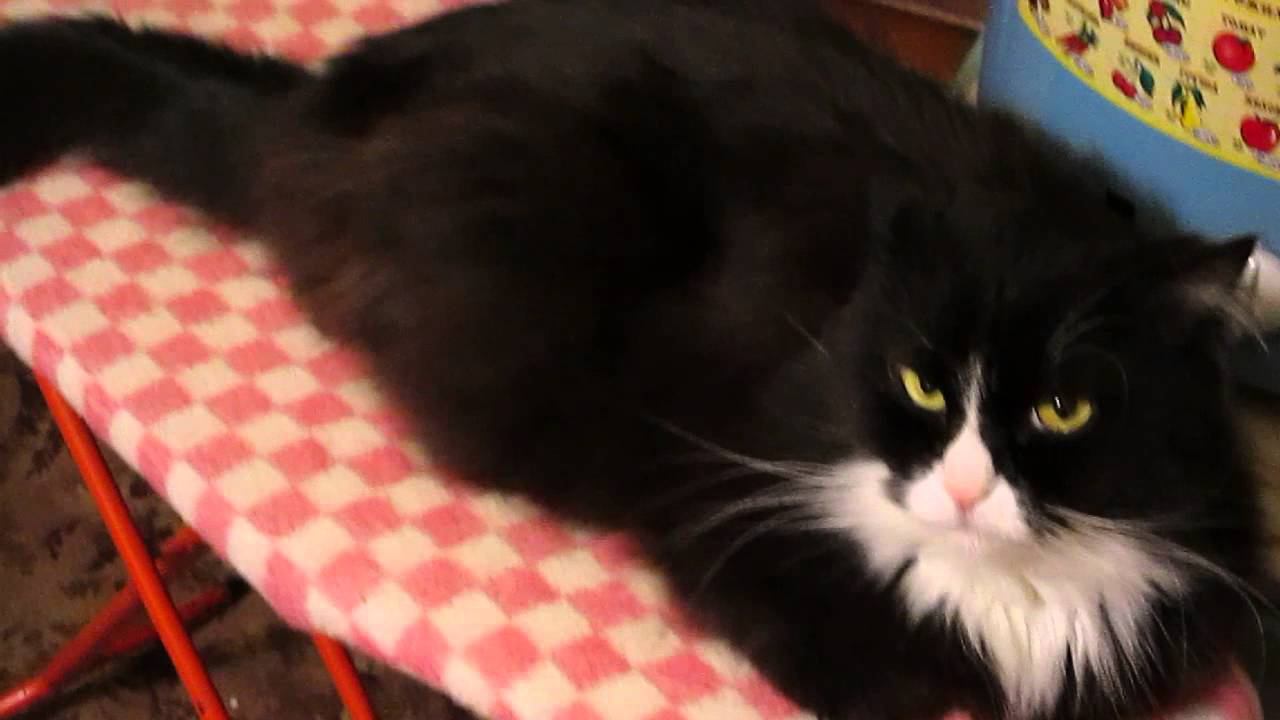 видео Мурик№3