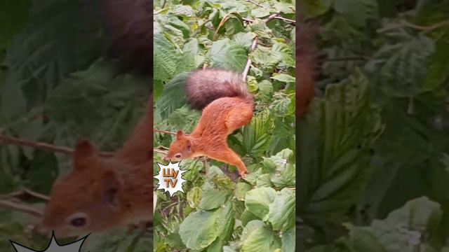 Ёжи Федечка и случайная Белка. #Ёжик #ЁжиФедечка #белка #белочка #Москва #Строгино