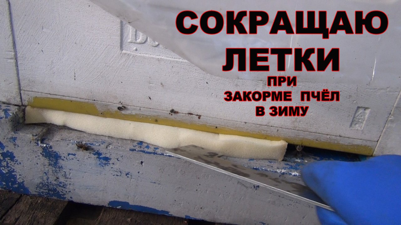 Сокращаю летки при закорме пчёл  в зиму.
