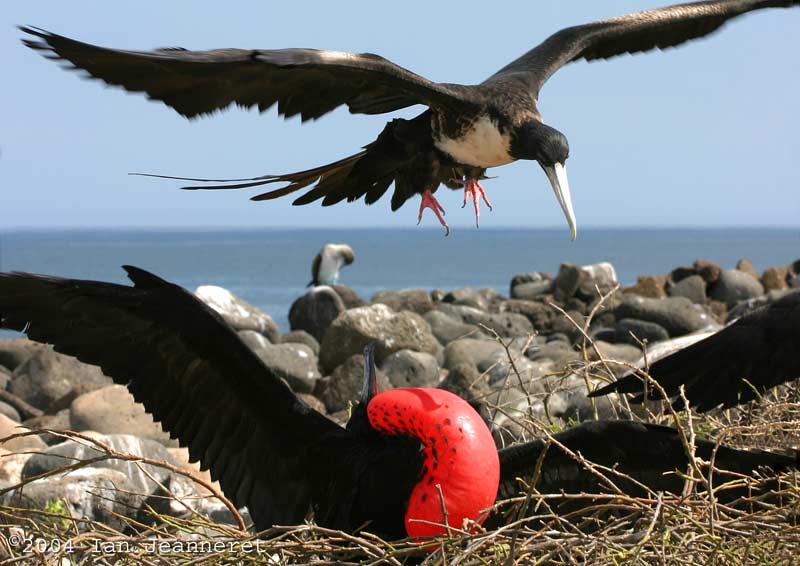 «Птицы фрегат» ИМПРОВИЗАЦИЯ композитор Виктор Анохин #viktorjazz #instrumentalmusic #ballads #музыка