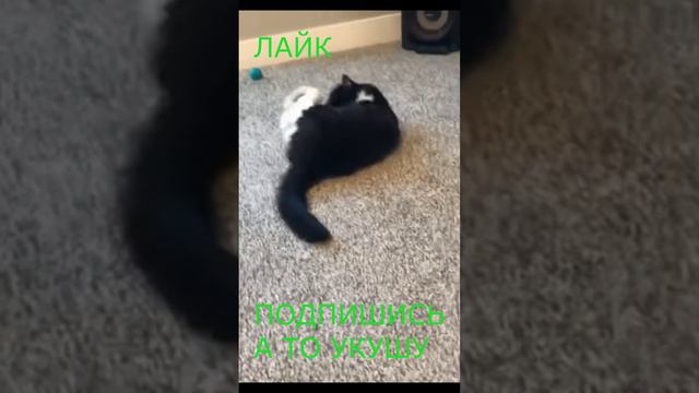 КОТИ ДЕНС