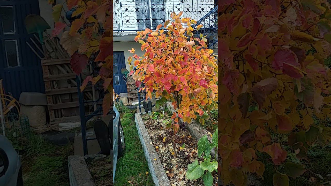 Украшение сада- боярышник! Или....вот и осень пришла....